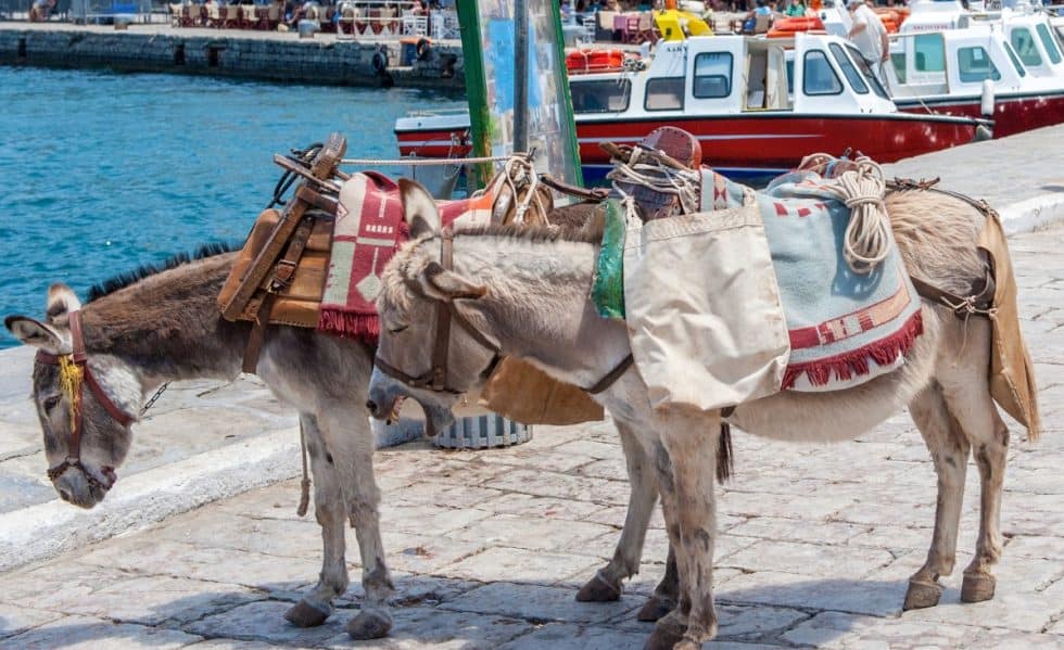Should you do a Santorini Donkey Ride? | Greece Travel Secrets