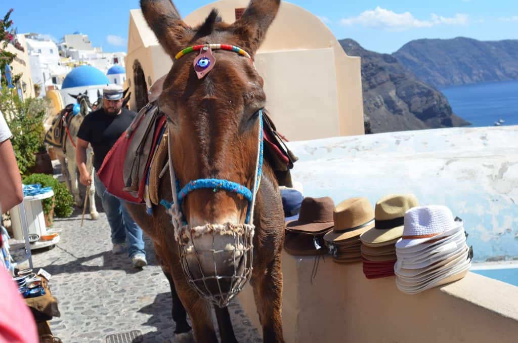Should you do a Santorini Donkey Ride? | Greece Travel Secrets